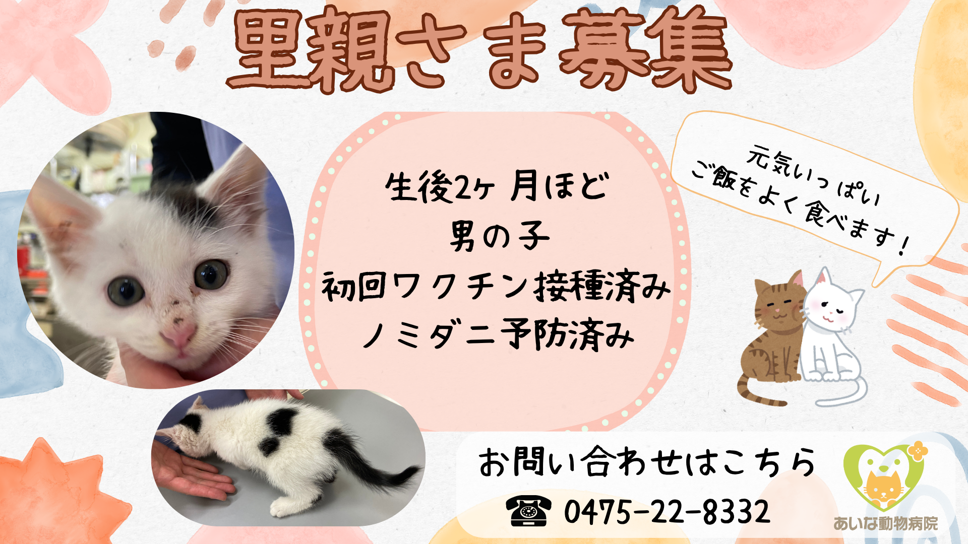 【里親募集】白黒子猫｜千葉県茂原市 あいな動物病院