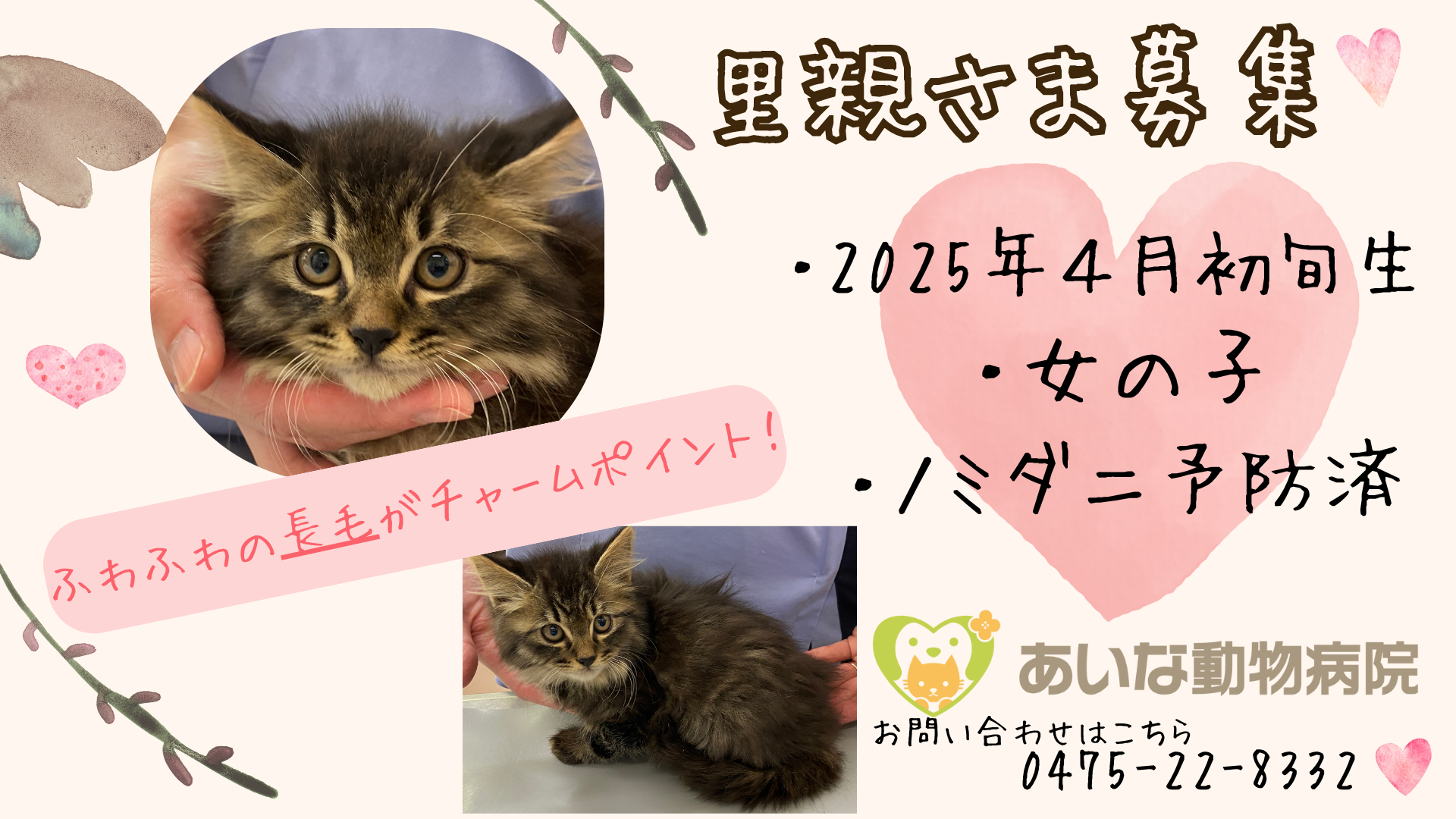 【募集終了】里親さま募集 子猫キジトラ