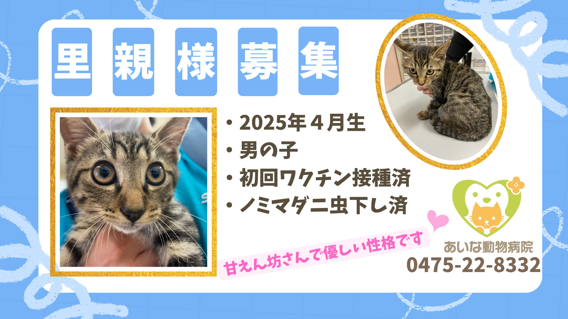 【募集終了】里親さま募集 子猫キジトラ